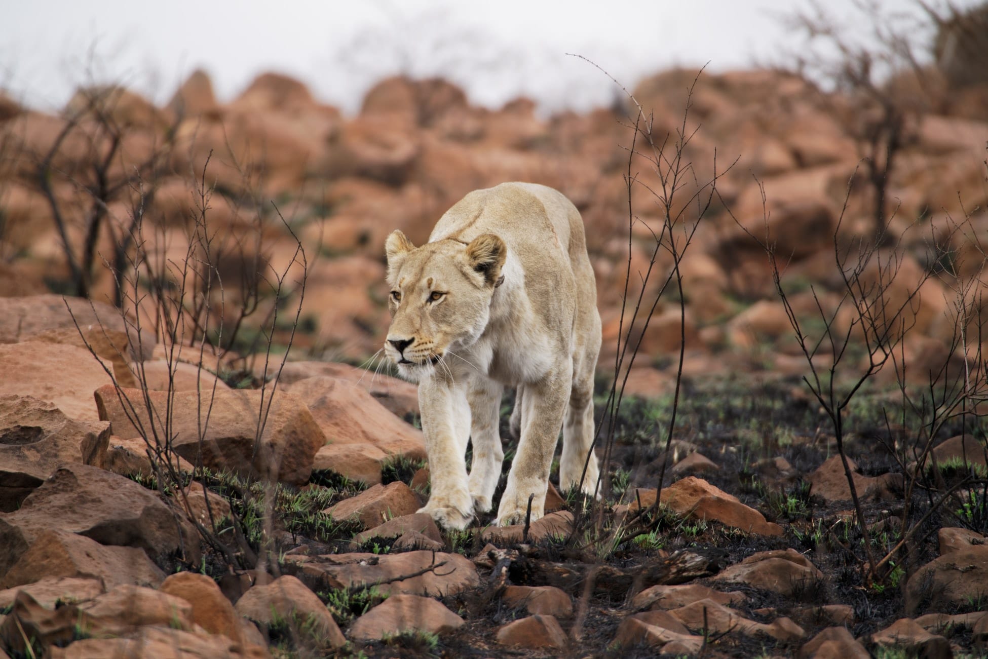 Are You Hunting Mice or Antelope? | Erik Qualman